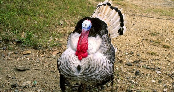 Execupundit.com: Invasion of the Monster Turkeys